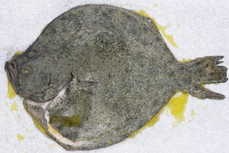 Roasted or Pan-Fried Turbot, and How to Cook Fish | Food Perestroika